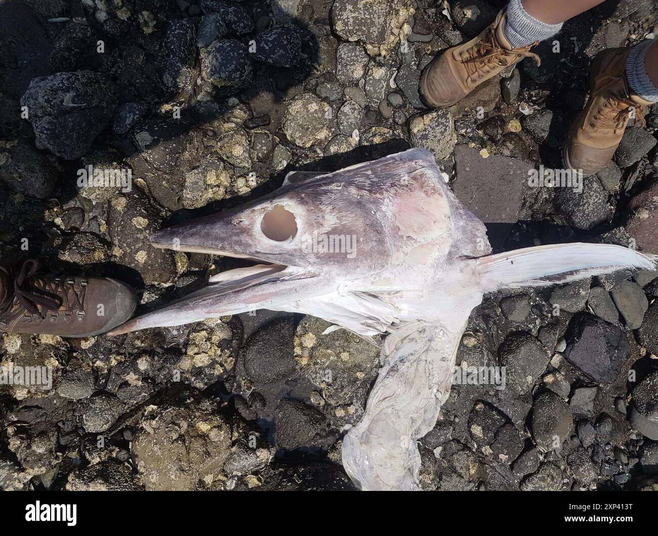 Striped Marlin (Kajikia audax) Actinopterygii Stock Photo - Alamy