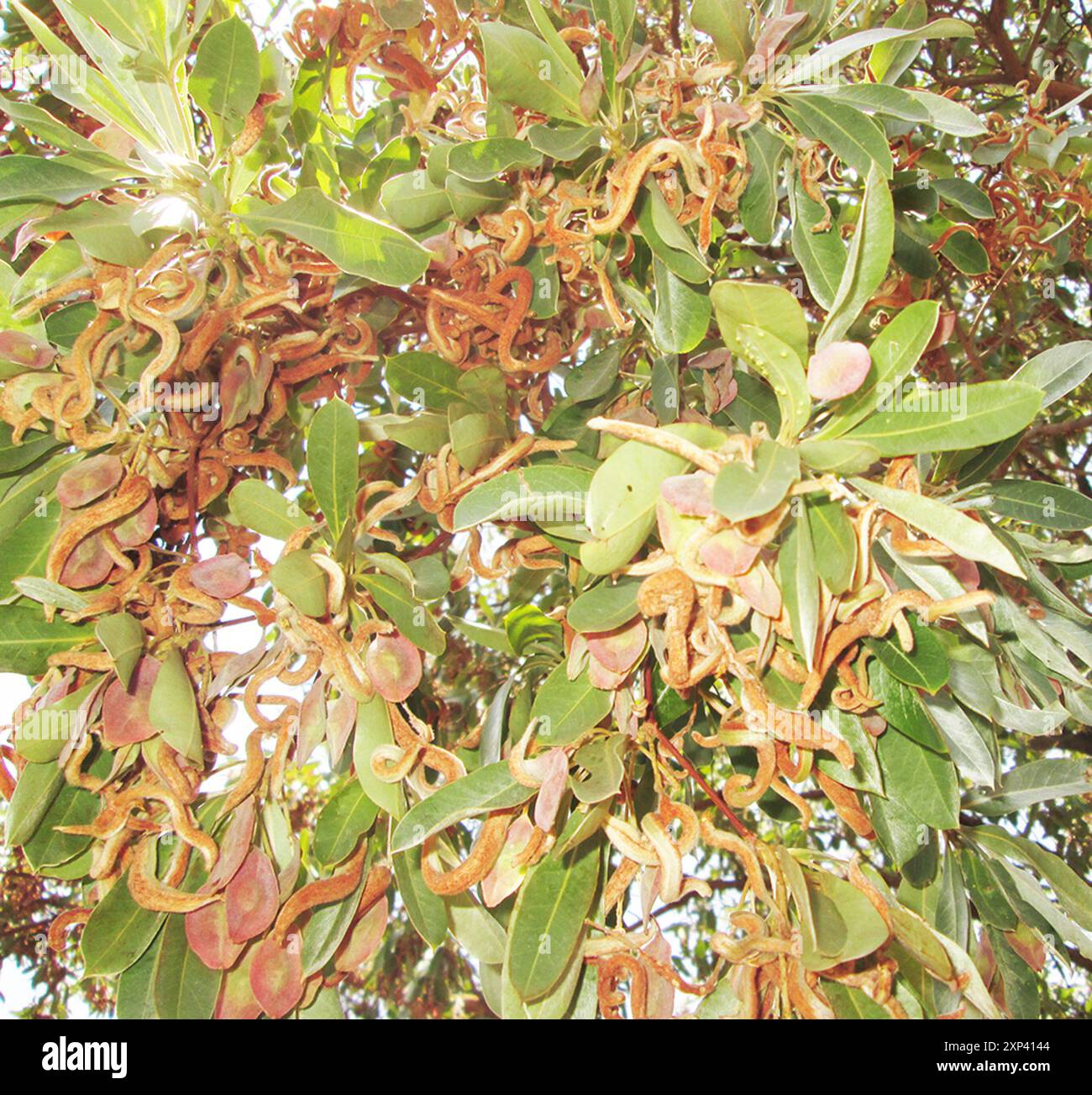 silver terminalia (Terminalia sericea) Plantae Stock Photo - Alamy
