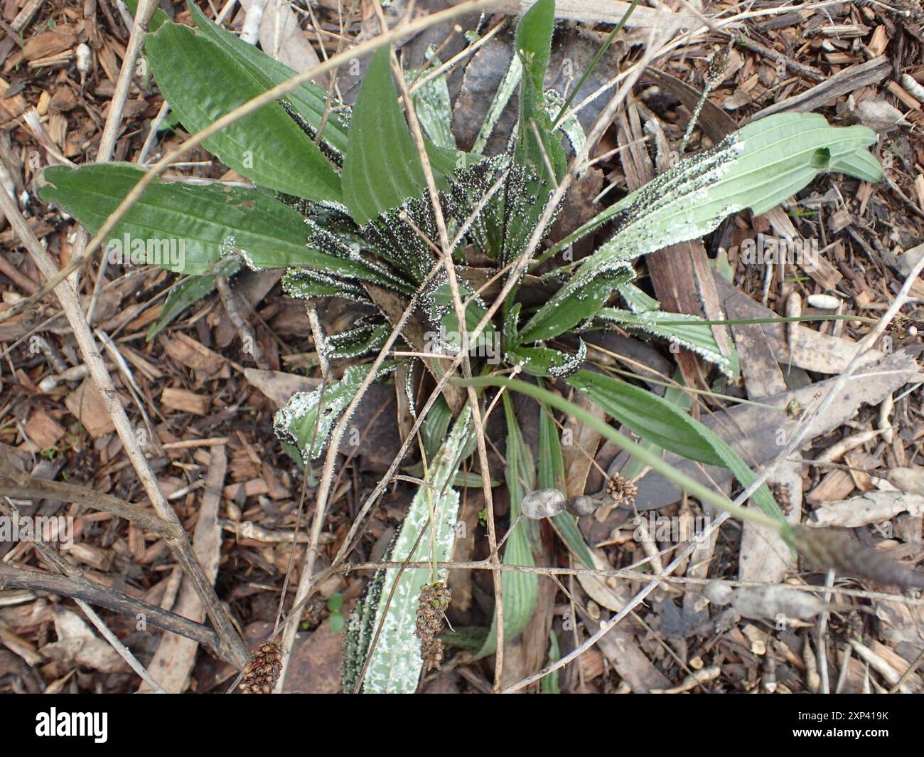 White-footed Slime (Diachea leucopodia) Protozoa Stock Photo - Alamy