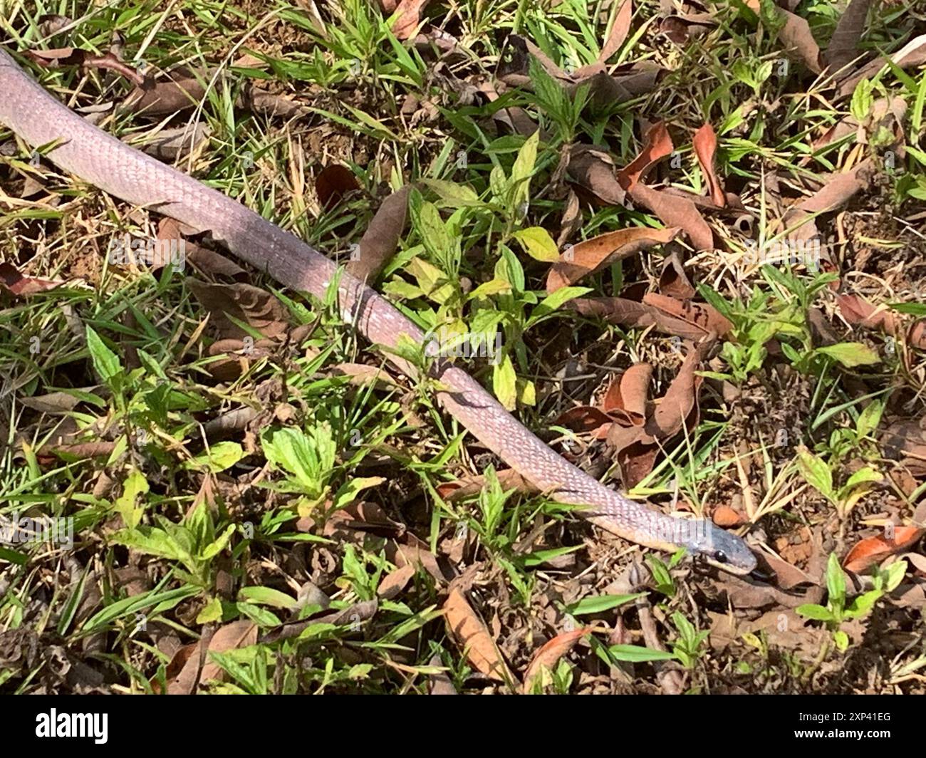 Puffing Snake (Phrynonax poecilonotus) Reptilia Stock Photo - Alamy