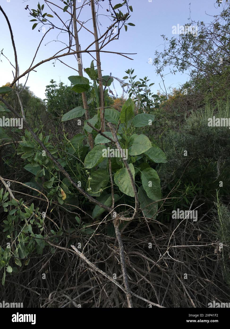 tree tobacco (Nicotiana glauca) Plantae Stock Photo - Alamy