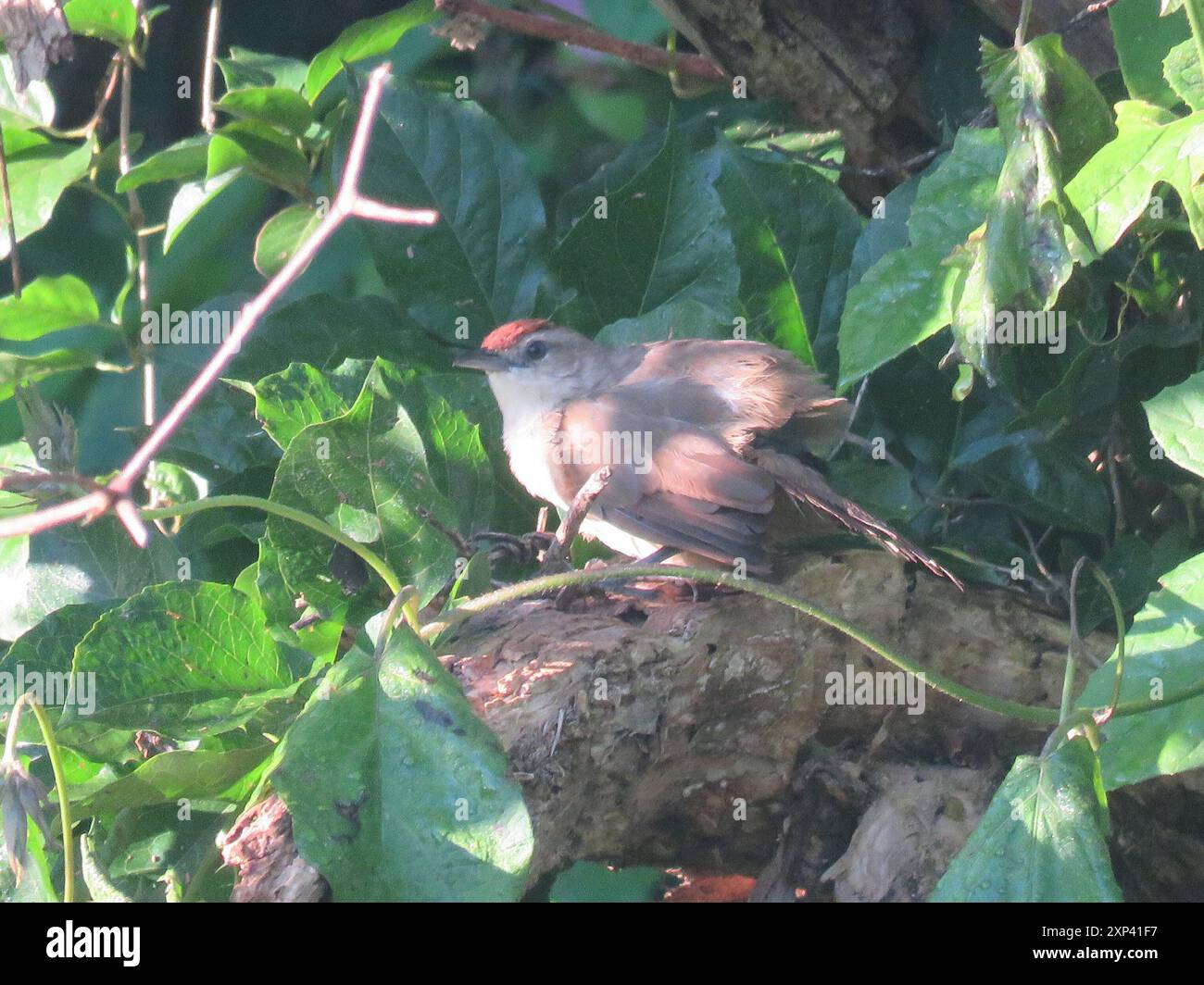 Rufous-fronted Thornbird (Phacellodomus rufifrons) Aves Stock Photo - Alamy