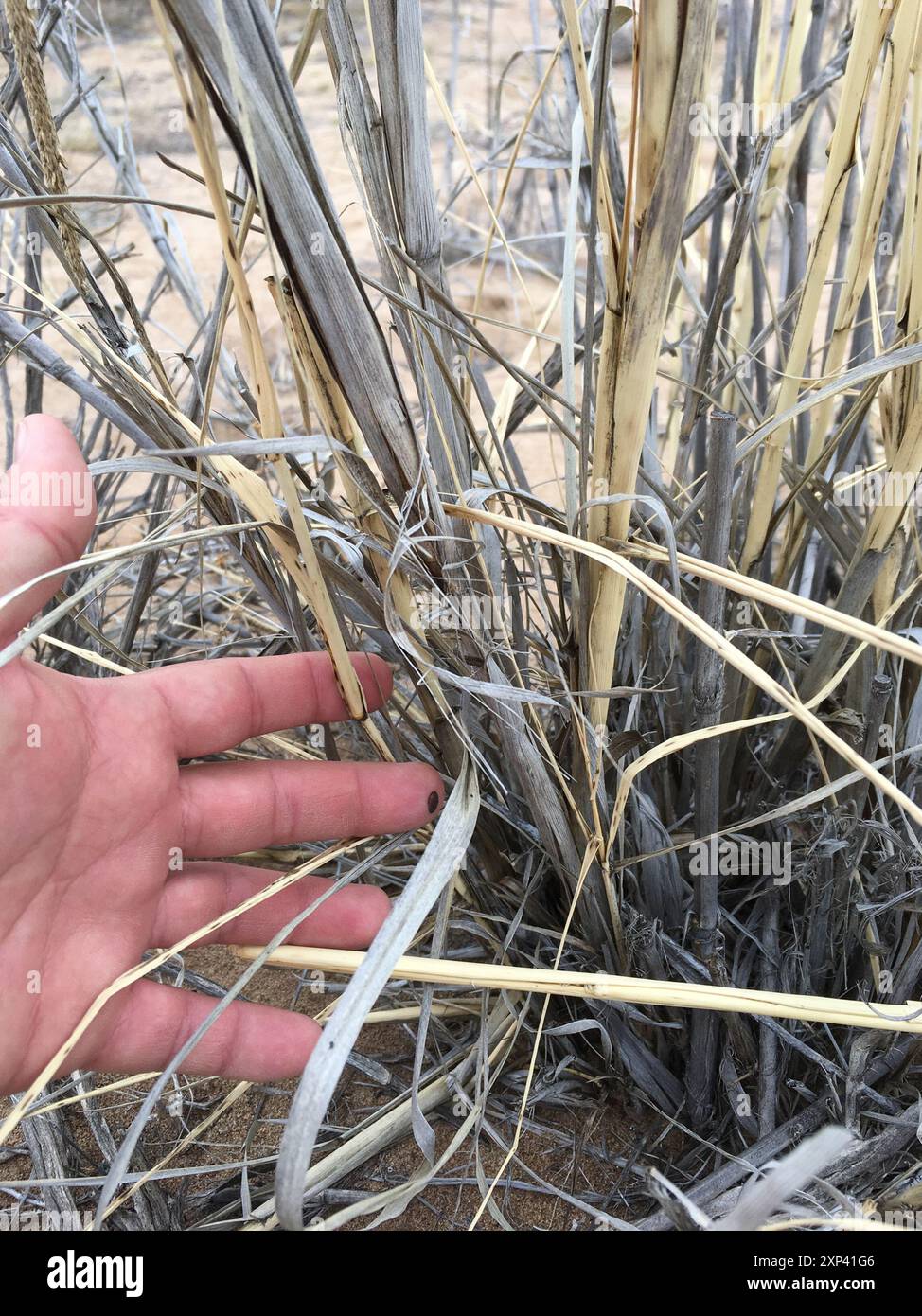 Giant Dropseed (Sporobolus giganteus) Plantae Stock Photo - Alamy