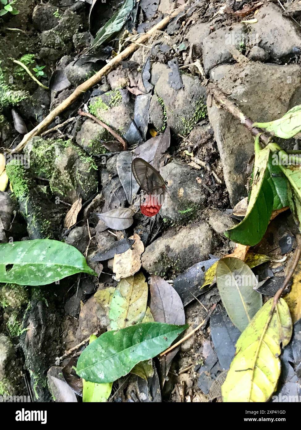 Cithaerias hi-res stock photography and images - Alamy