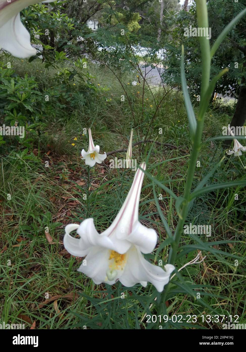 Formosa lily (Lilium formosanum) Plantae Stock Photo - Alamy