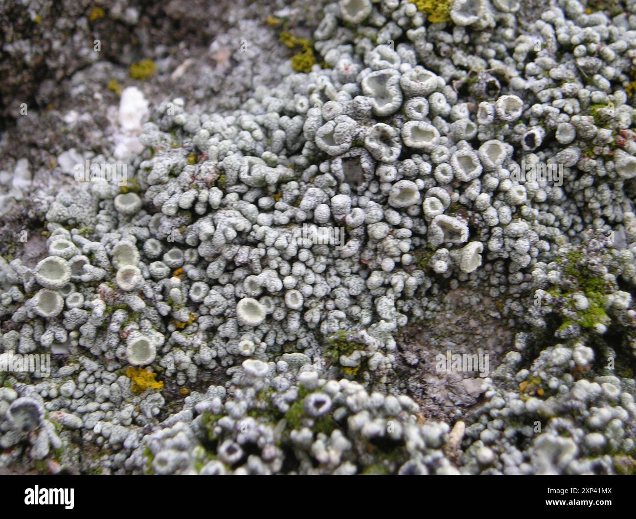 common lichens (Lecanoromycetes) Fungi Stock Photo - Alamy