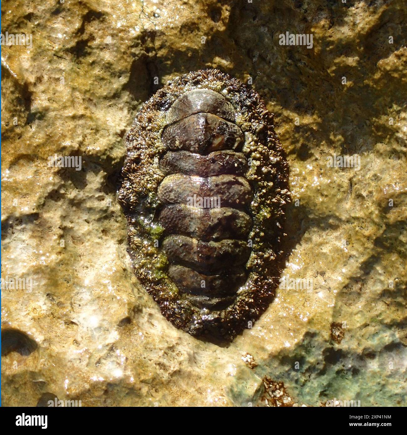 West Indian Fuzzy Chiton (Acanthopleura granulata) Mollusca Stock Photo ...