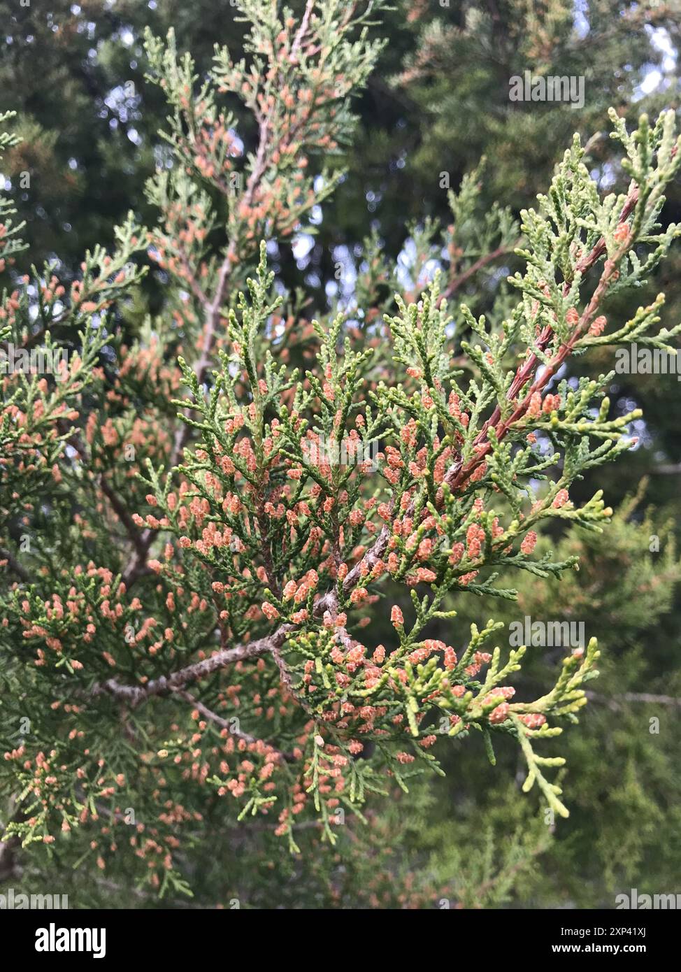 Ashe juniper (Juniperus ashei) Plantae Stock Photo - Alamy