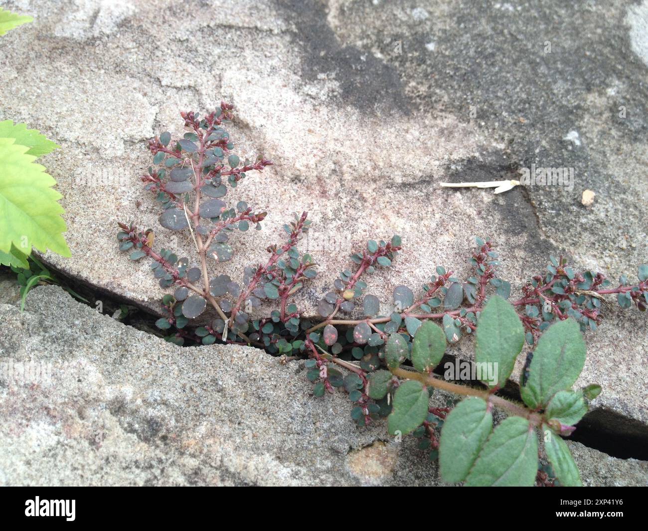 prostrate sandmat (Euphorbia prostrata) Plantae Stock Photo - Alamy