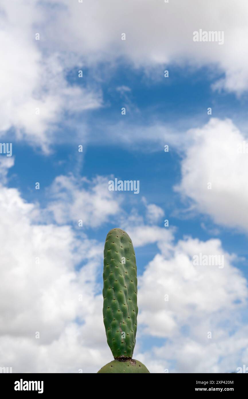 Puntia ficus indica hi-res stock photography and images - Alamy