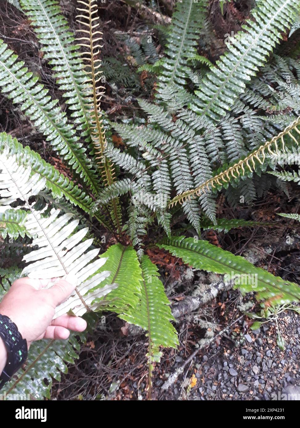 Crown Fern (Lomaria discolor) Plantae Stock Photo - Alamy