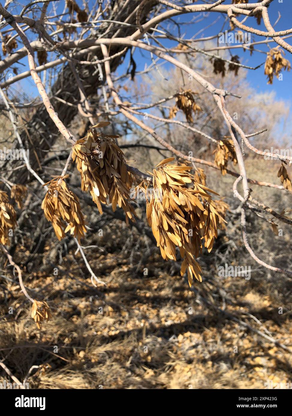 velvet ash (Fraxinus velutina) Plantae Stock Photo - Alamy