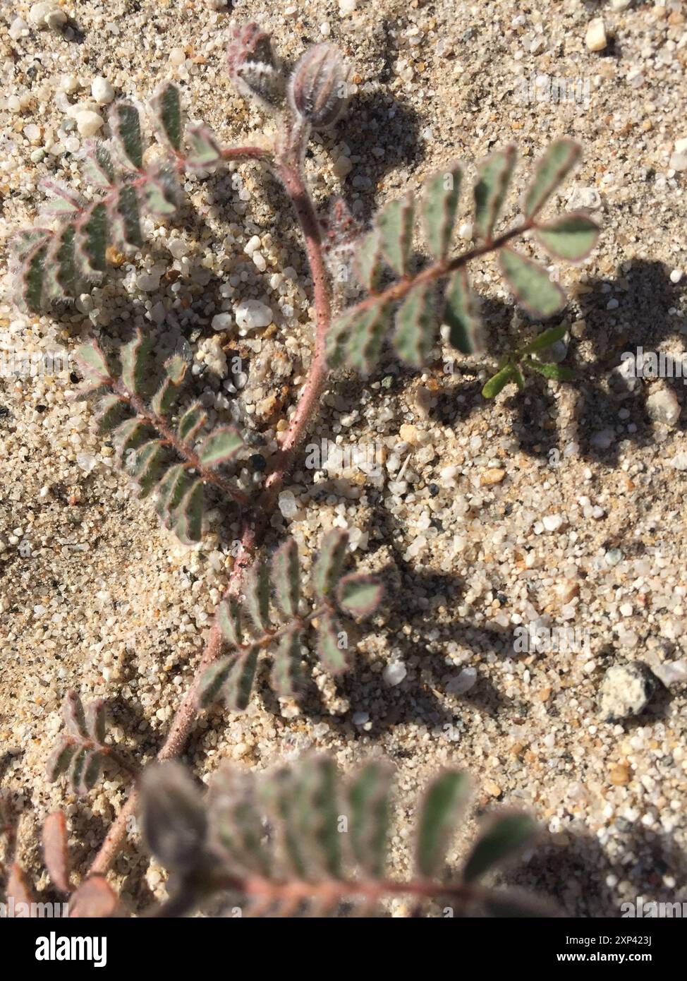 soft prairie clover (Dalea mollissima) Plantae Stock Photo - Alamy