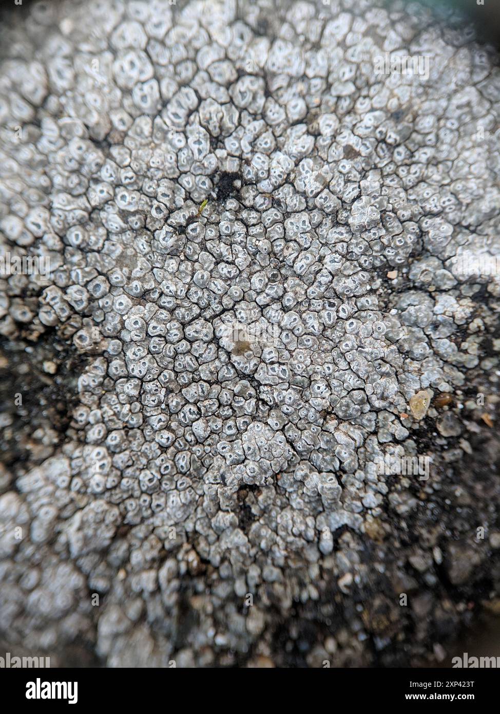 Chiseled Sunken Disk Lichen (Circinaria contorta) Fungi Stock Photo - Alamy