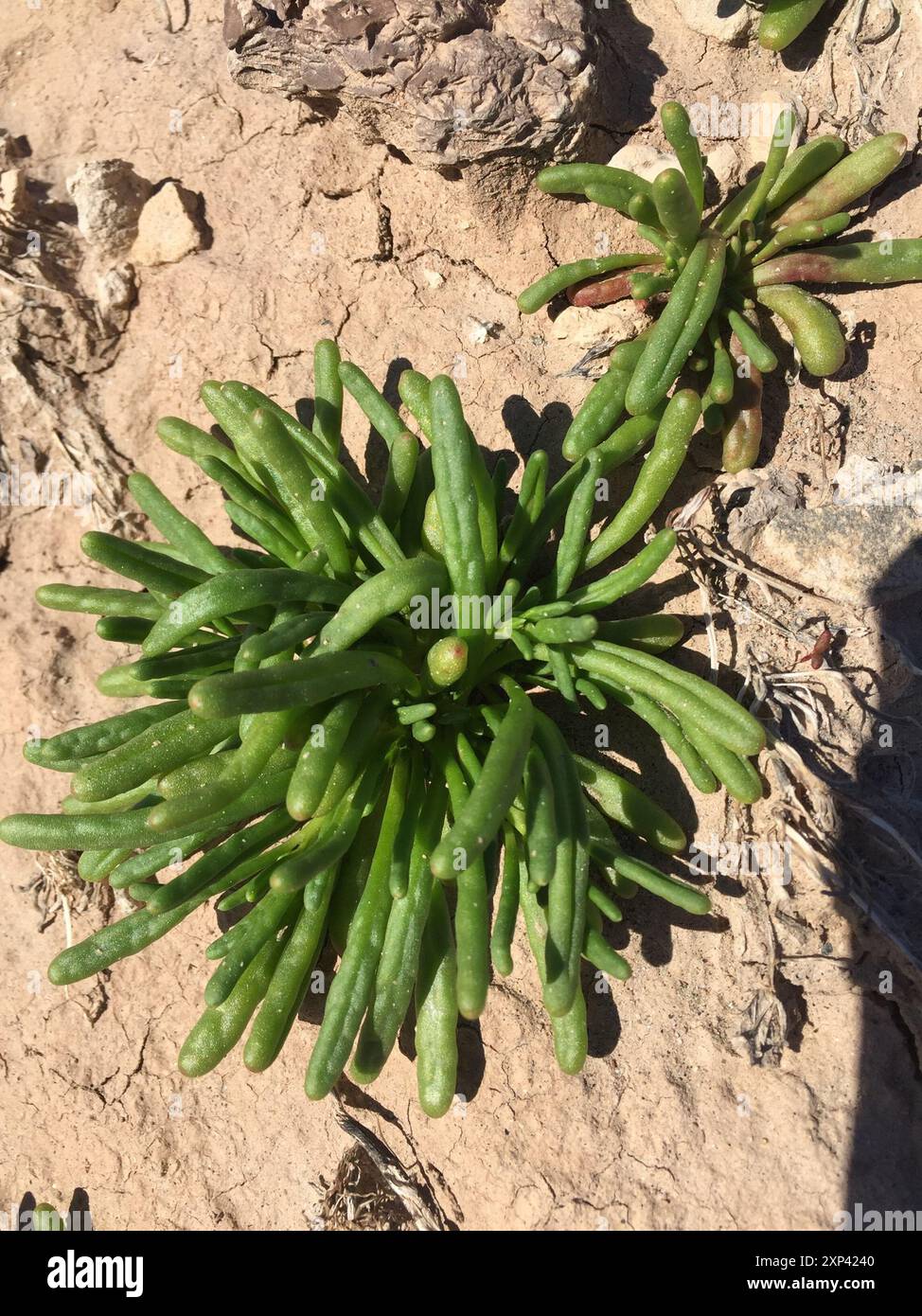 desert rockpurslane (Cistanthe ambigua) Plantae Stock Photo - Alamy