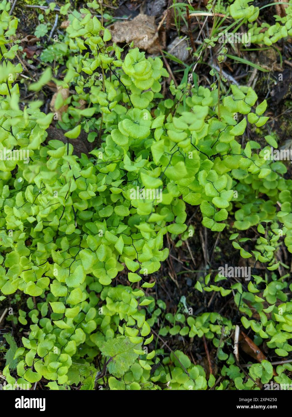 California Maidenhair Fern (Adiantum jordanii) Plantae Stock Photo - Alamy