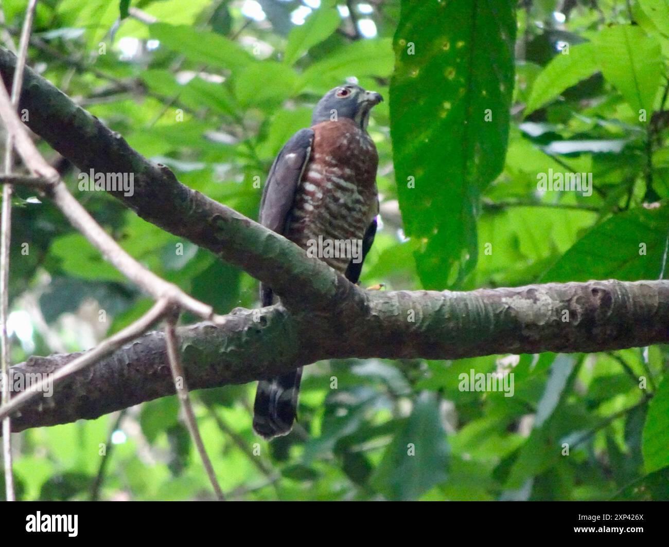 Double-toothed Kite (Harpagus bidentatus) Aves Stock Photo - Alamy