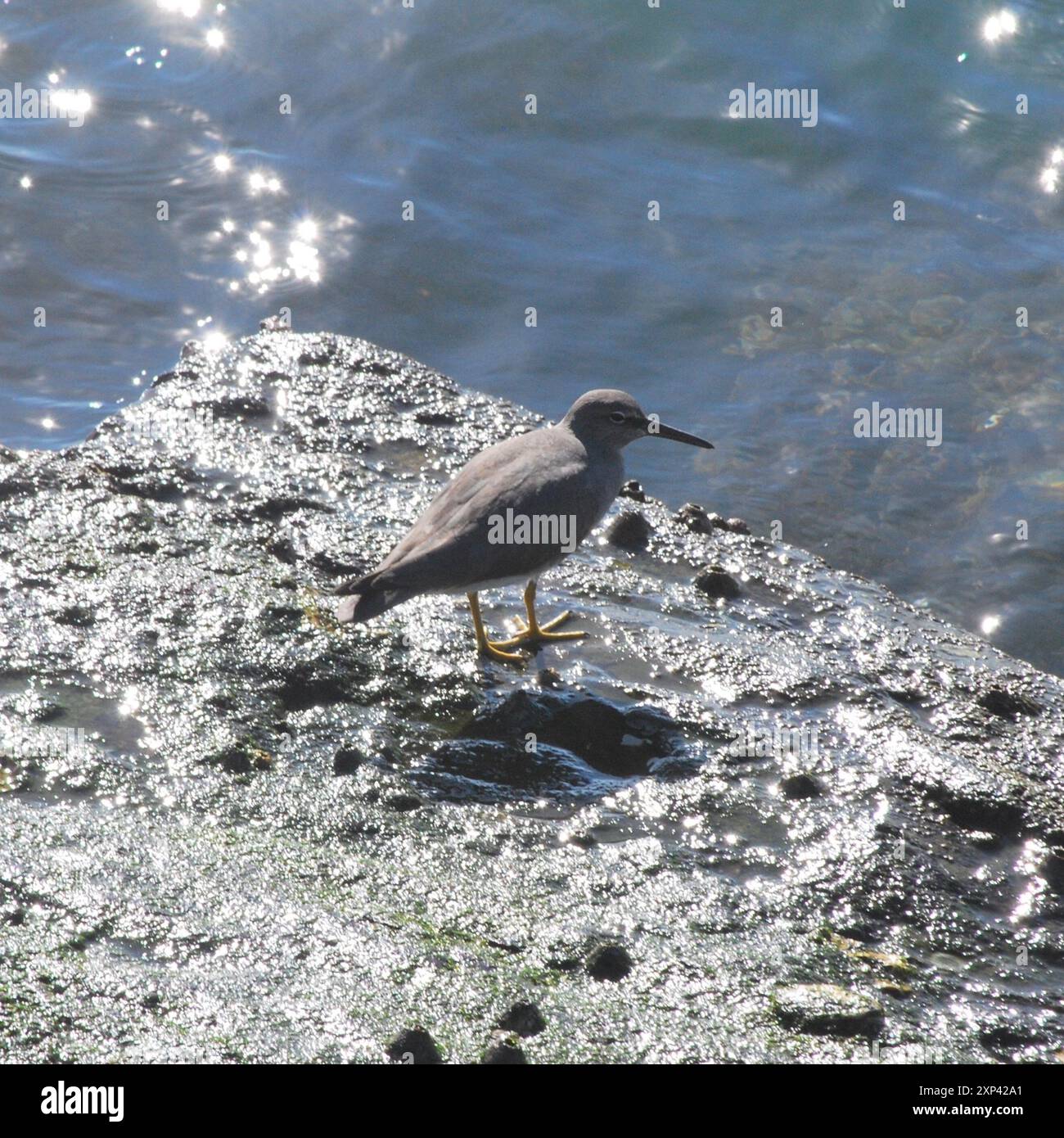 Wandering Tattler (Tringa incana) Aves Stock Photo - Alamy