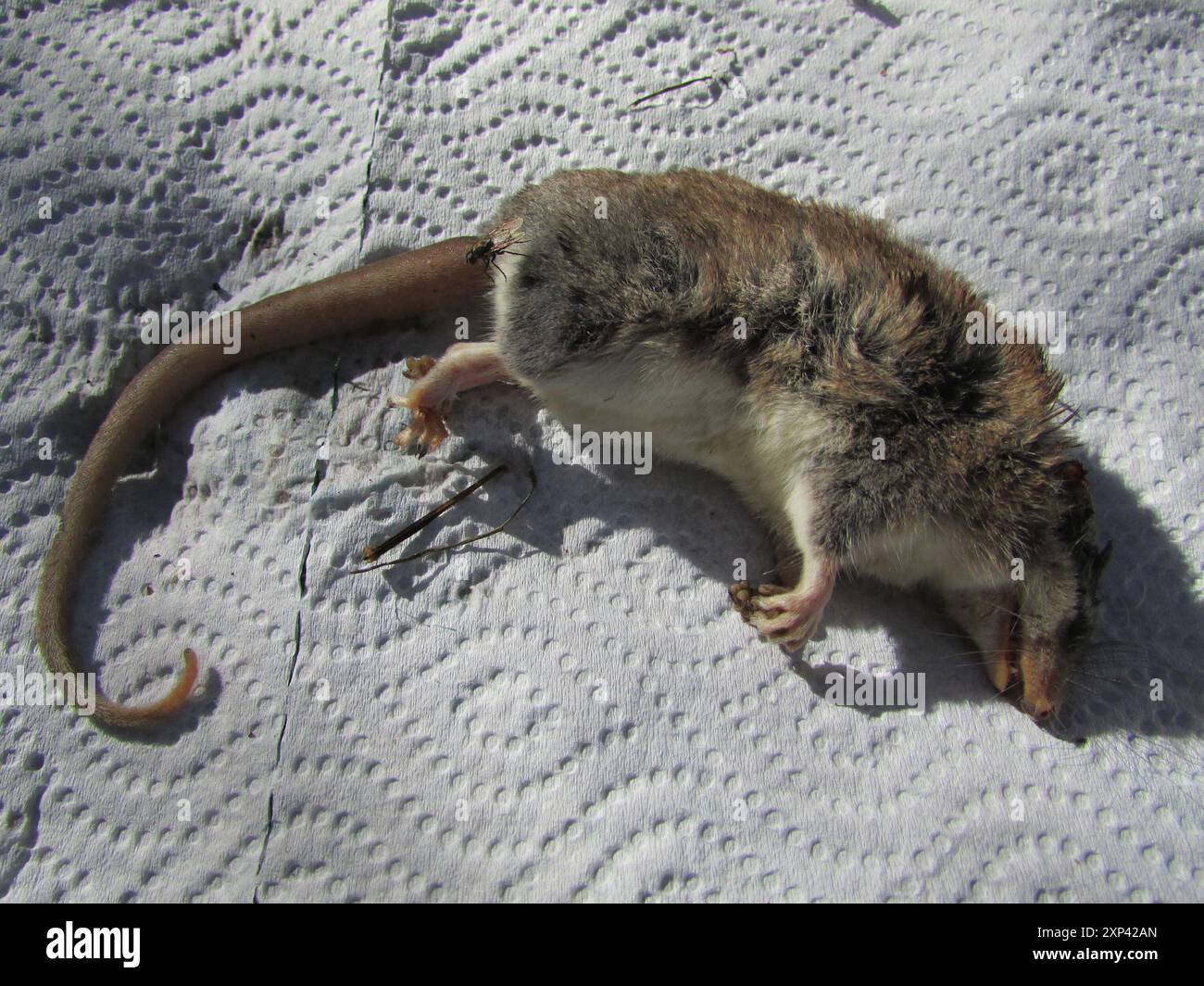 Common Fat-tailed Mouse Opossum (Thylamys pusillus) Mammalia Stock ...