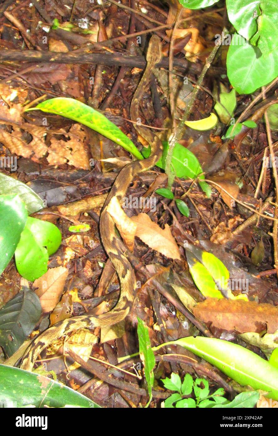 Yarará hi-res stock photography and images - Alamy