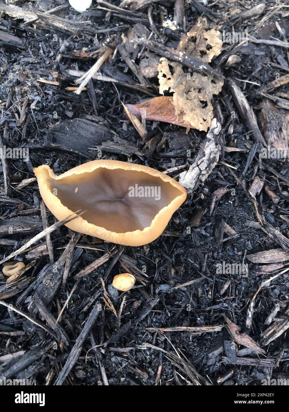 layered cup (Peziza varia) Fungi Stock Photo - Alamy