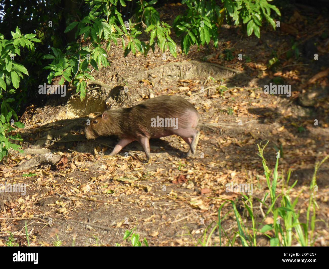 Lesser Capybara (Hydrochoerus isthmius) Mammalia Stock Photo - Alamy
