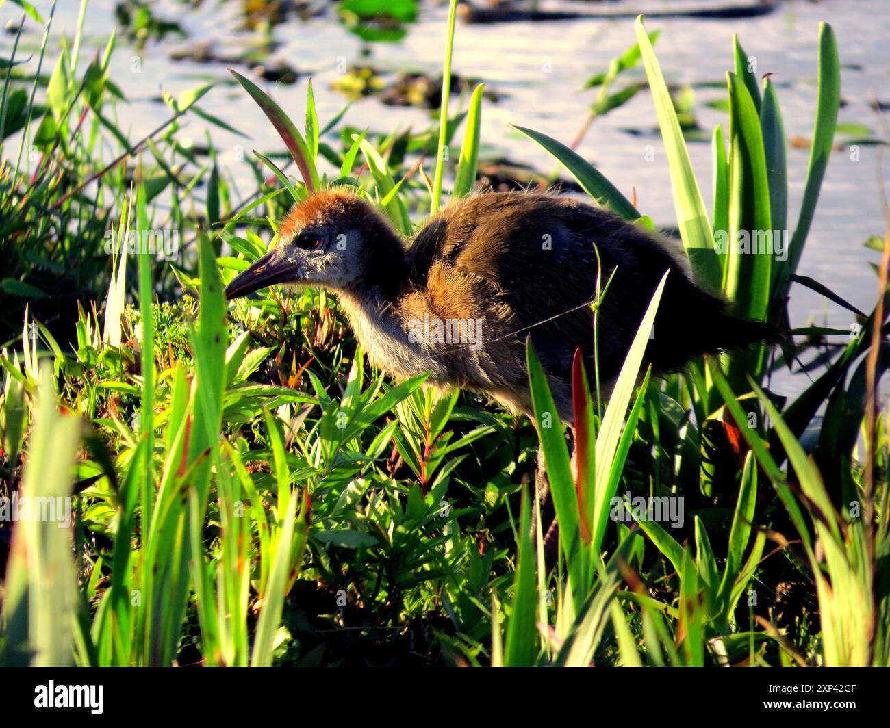 Giant Wood-Rail (Aramides ypecaha) Aves Stock Photo - Alamy