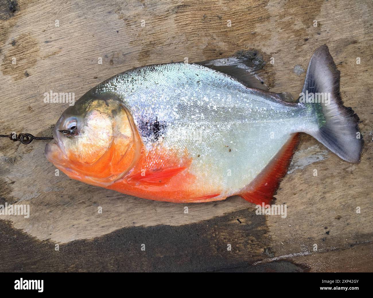 Black Spot Piranha (Pygocentrus cariba) Actinopterygii Stock Photo - Alamy