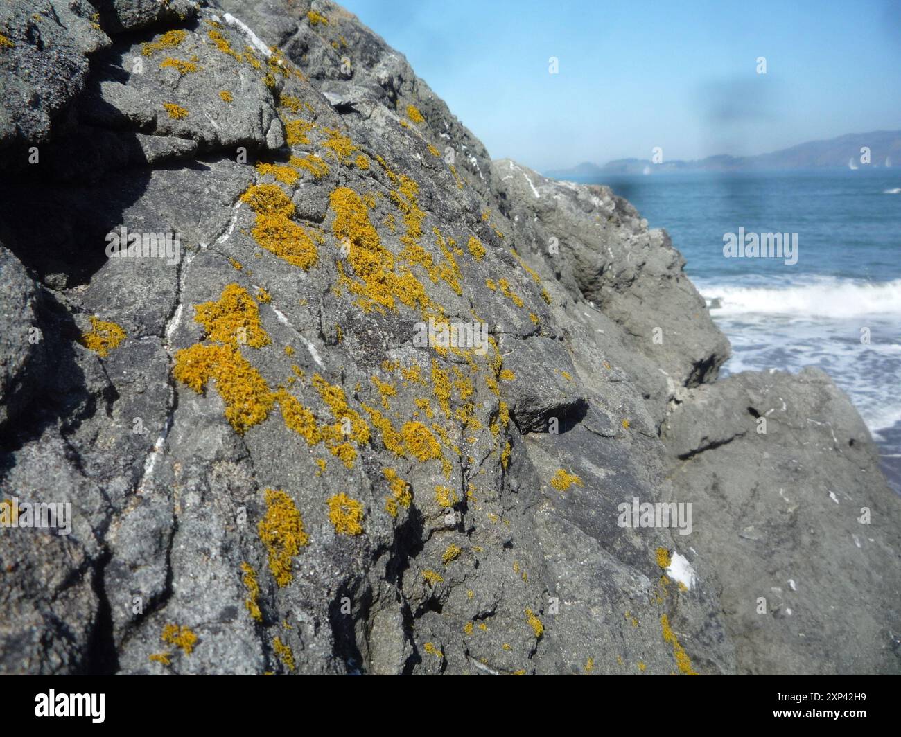 Coral Firedot Lichen (Polycauliona coralloides) Fungi Stock Photo - Alamy