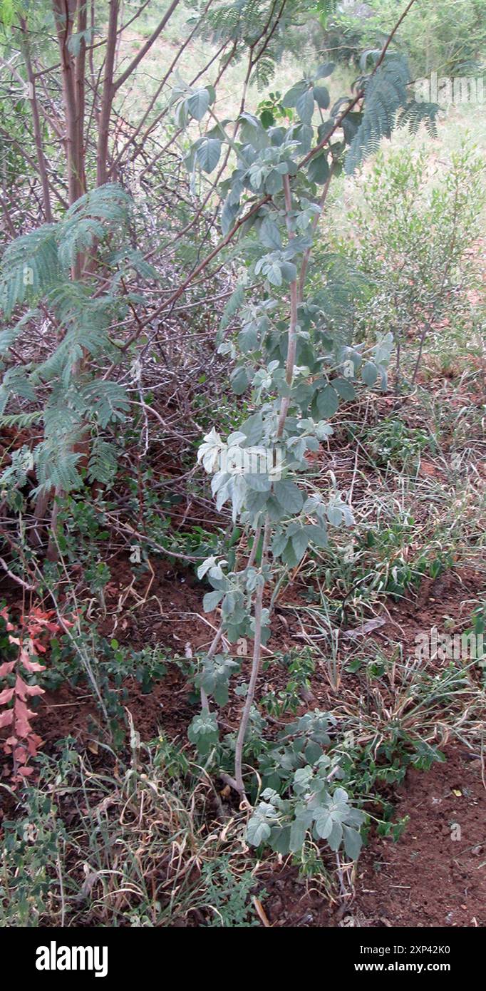 Fingerleaf hi-res stock photography and images - Alamy