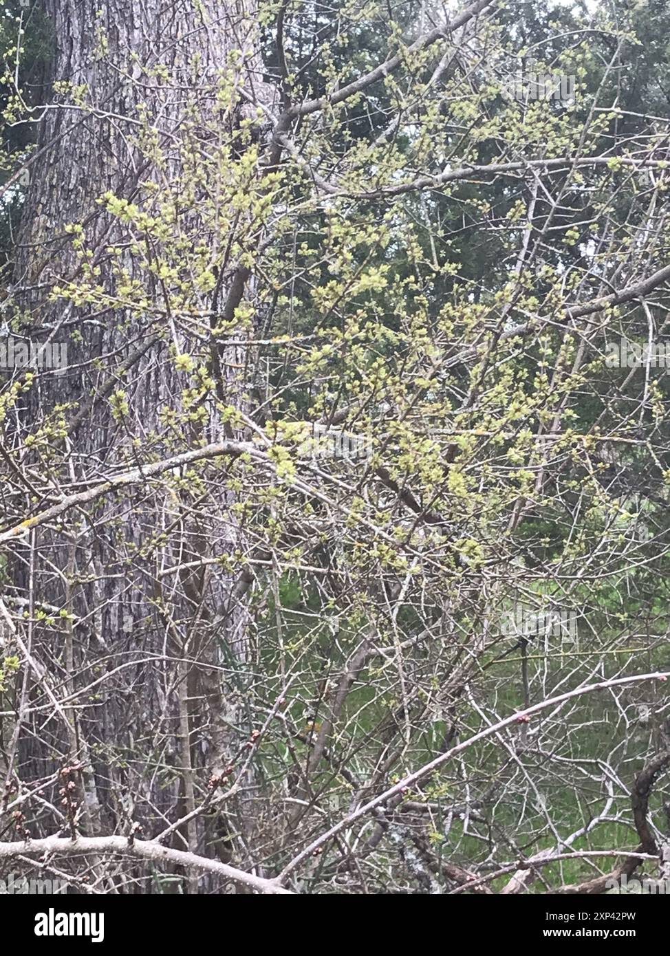 Stretchberry (Forestiera pubescens) Plantae Stock Photo - Alamy