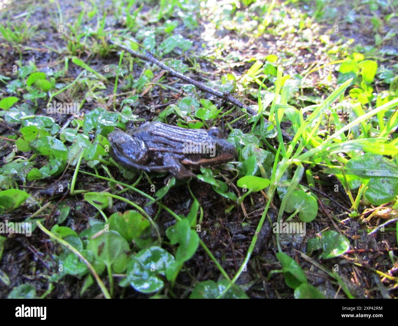 Neotropical Grass Frogs (Leptodactylus) Amphibia Stock Photo - Alamy