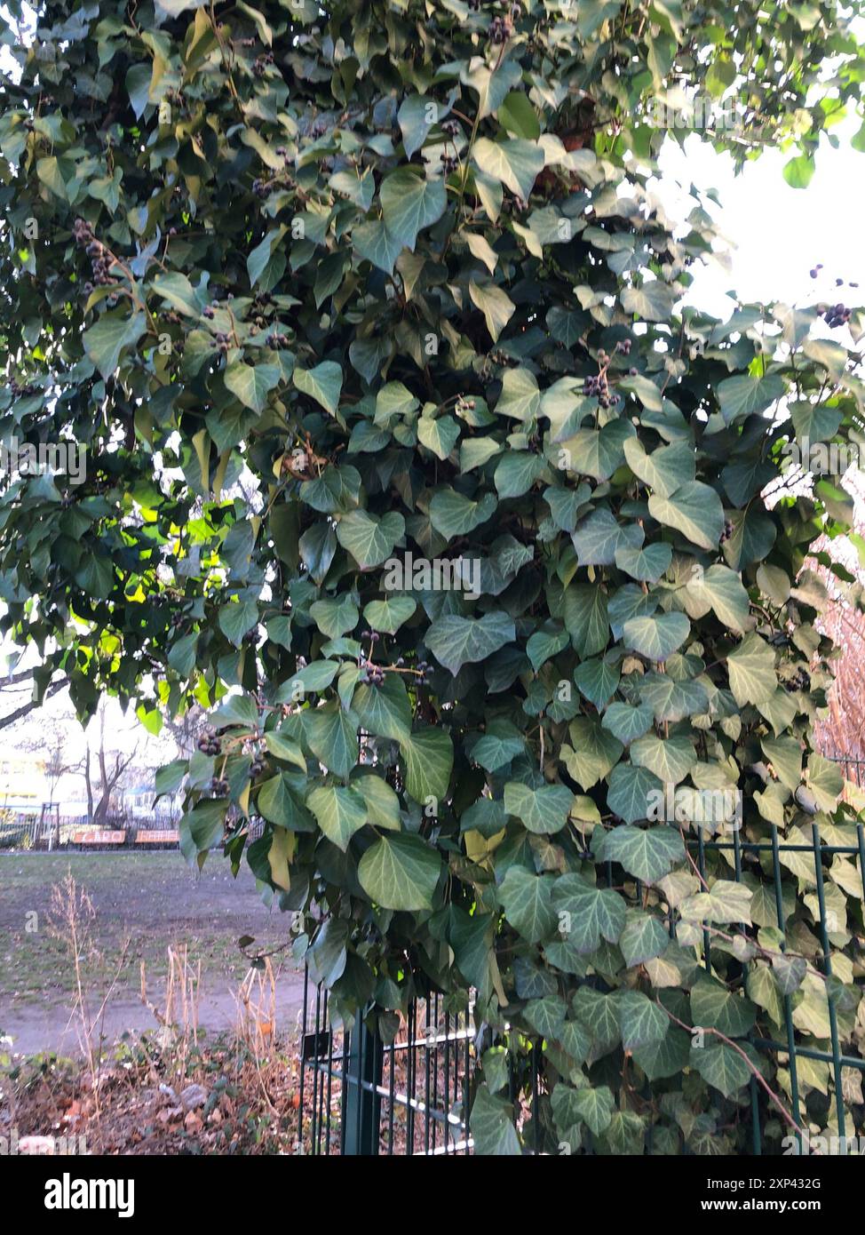 common ivy (Hedera helix) Plantae Stock Photo - Alamy