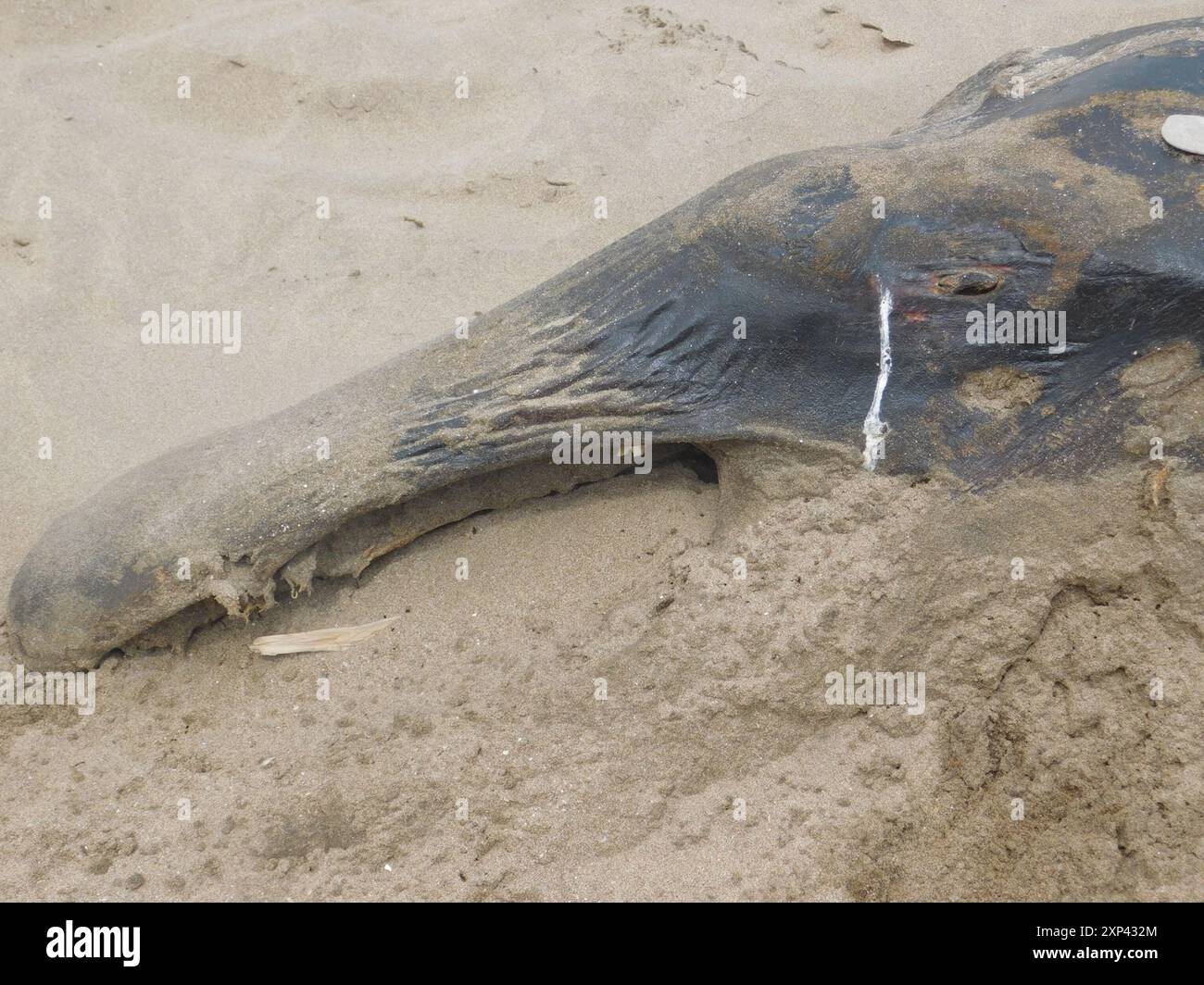 Cetaceans (Cetacea) Mammalia Stock Photo - Alamy