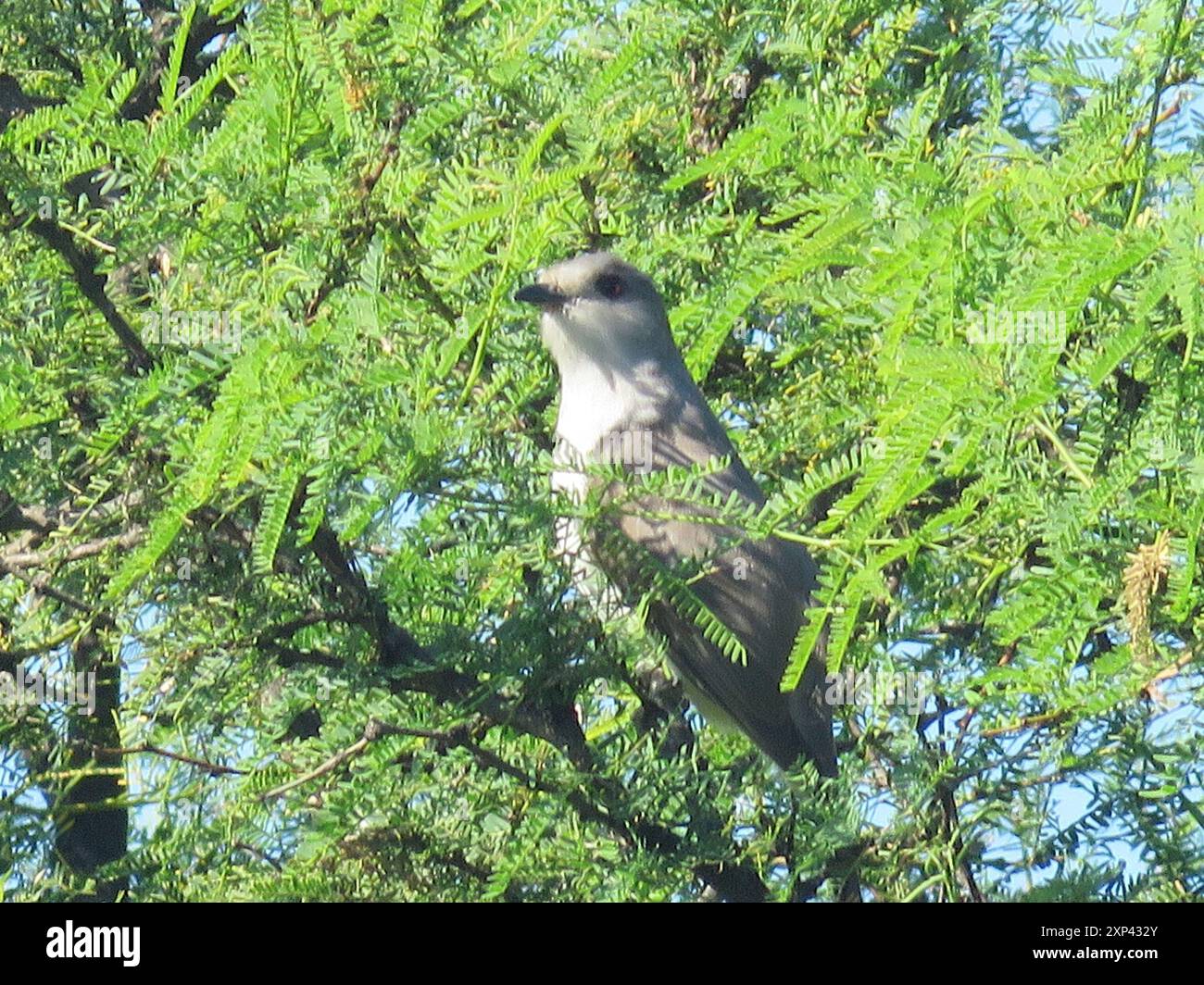 Coccycua hi-res stock photography and images - Alamy