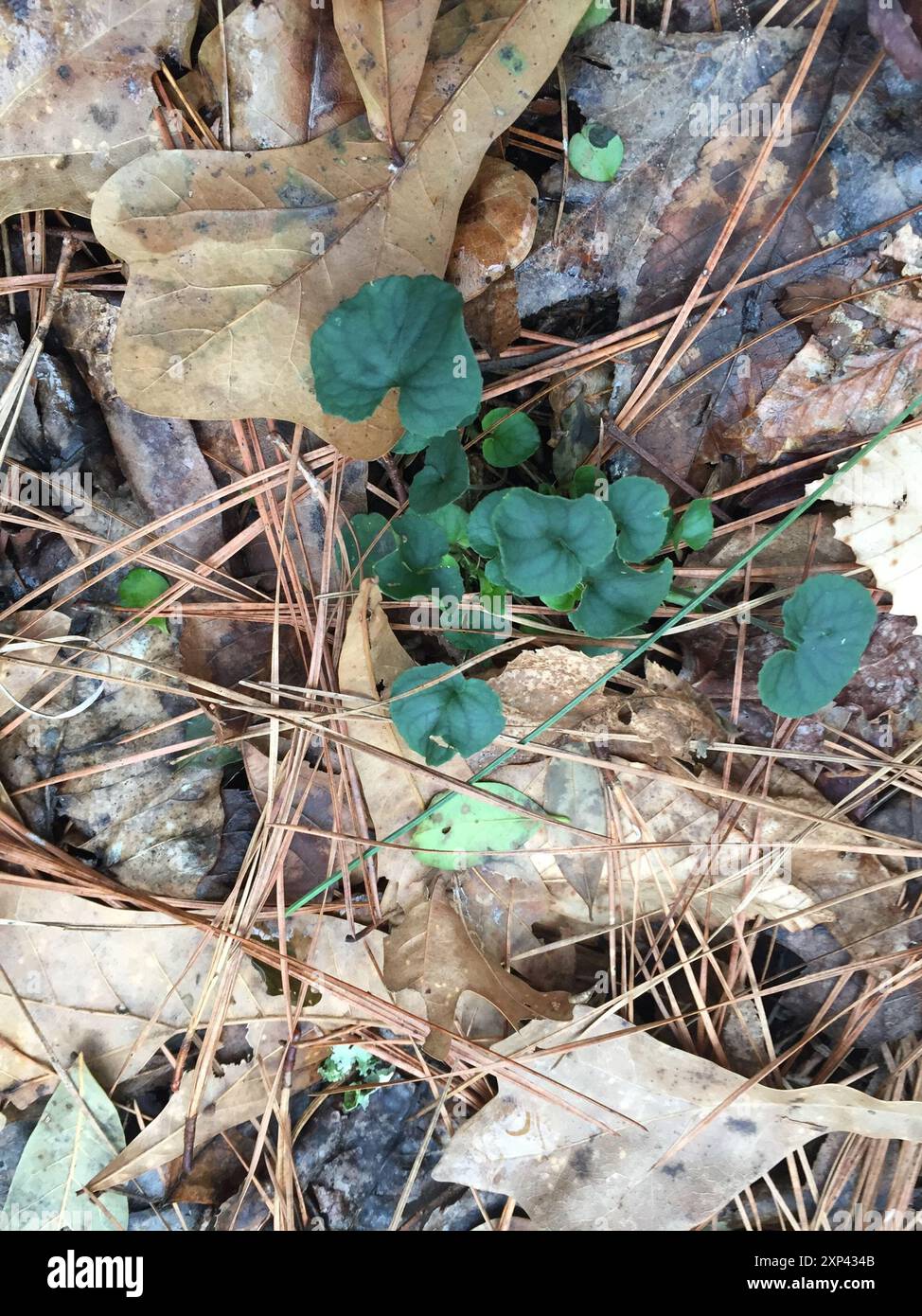 Prostrate blue violet (Viola walteri) Plantae Stock Photo - Alamy