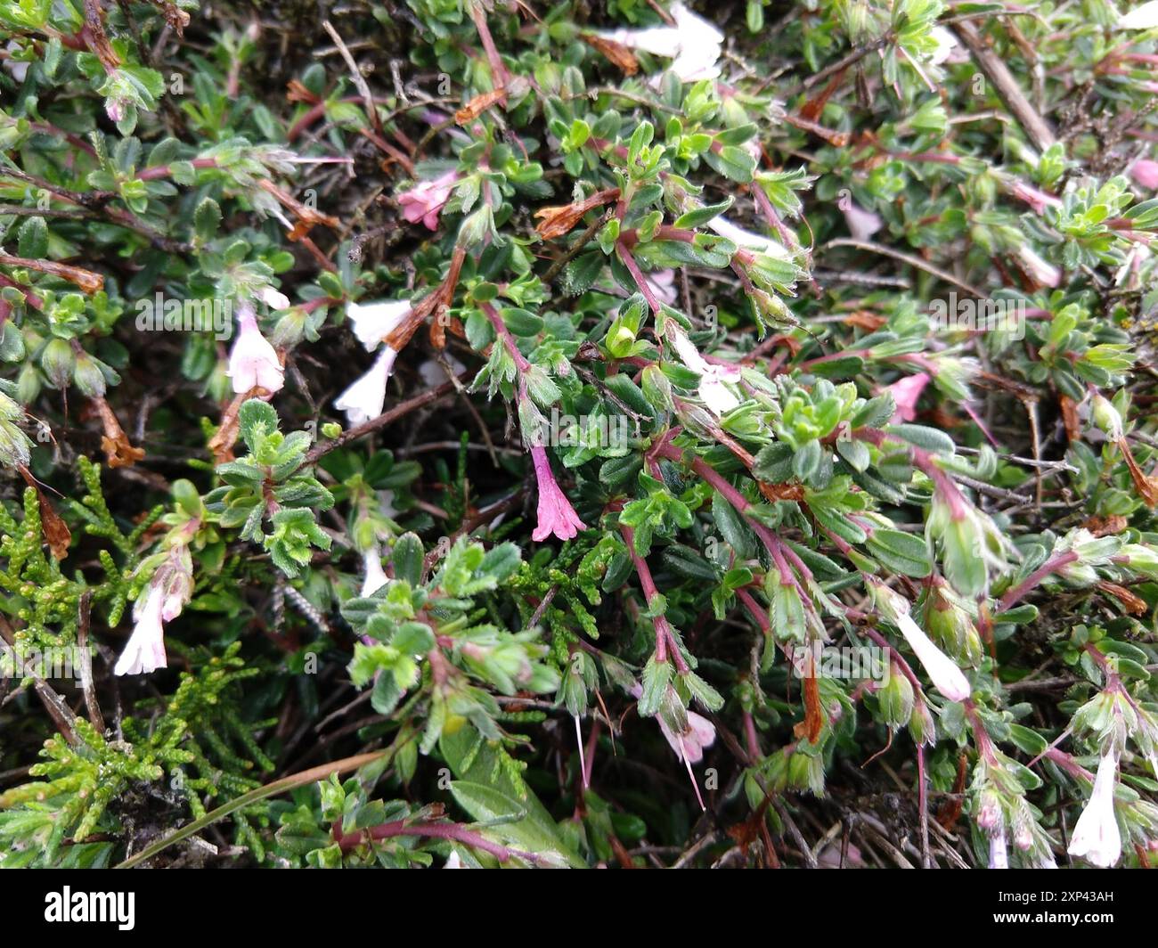 Shrubby Gromwell (Lithodora hispidula) Plantae Stock Photo - Alamy