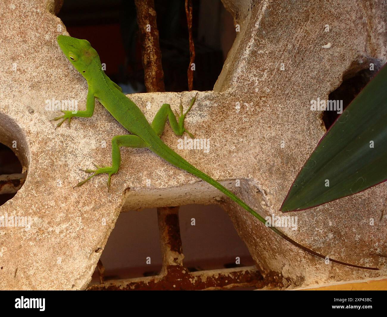 Jamaican Giant Anole (Anolis garmani) Reptilia Stock Photo - Alamy