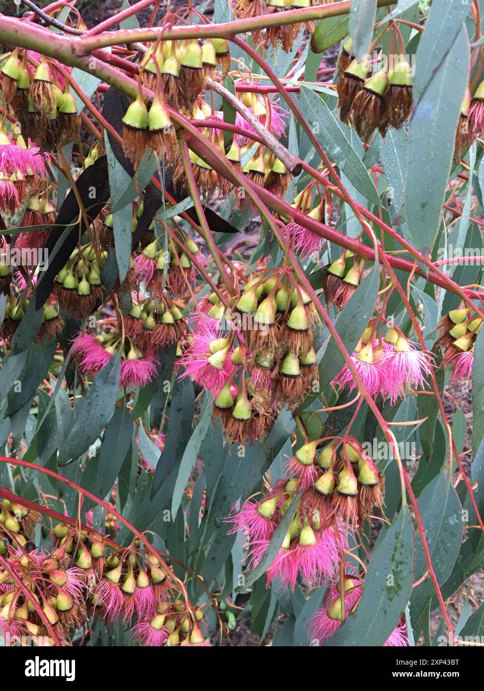 Red Ironbark (Eucalyptus sideroxylon) Plantae Stock Photo - Alamy