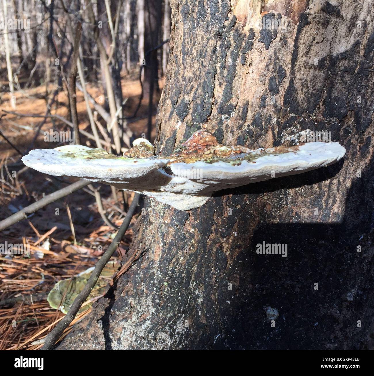 Lumpy Bracket (Trametes gibbosa) Fungi Stock Photo - Alamy
