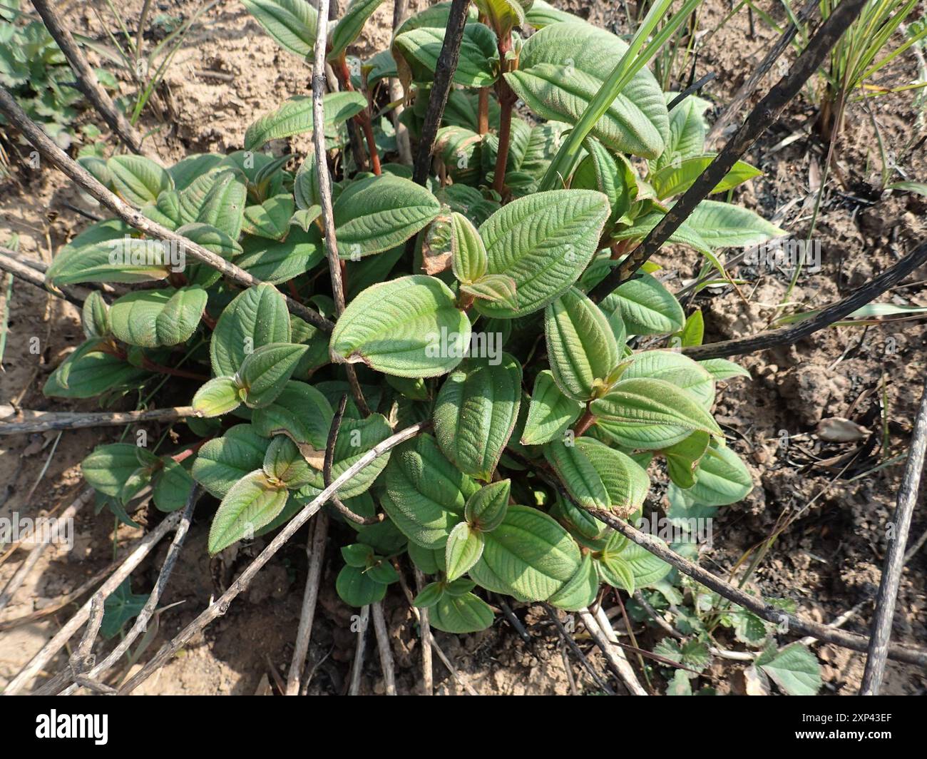 Common Melastoma (Melastoma candidum) Plantae Stock Photo - Alamy