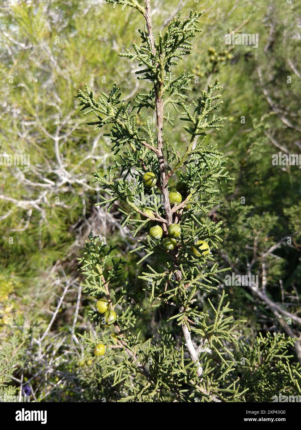 Mediterranean juniper (Juniperus turbinata) Plantae Stock Photo - Alamy