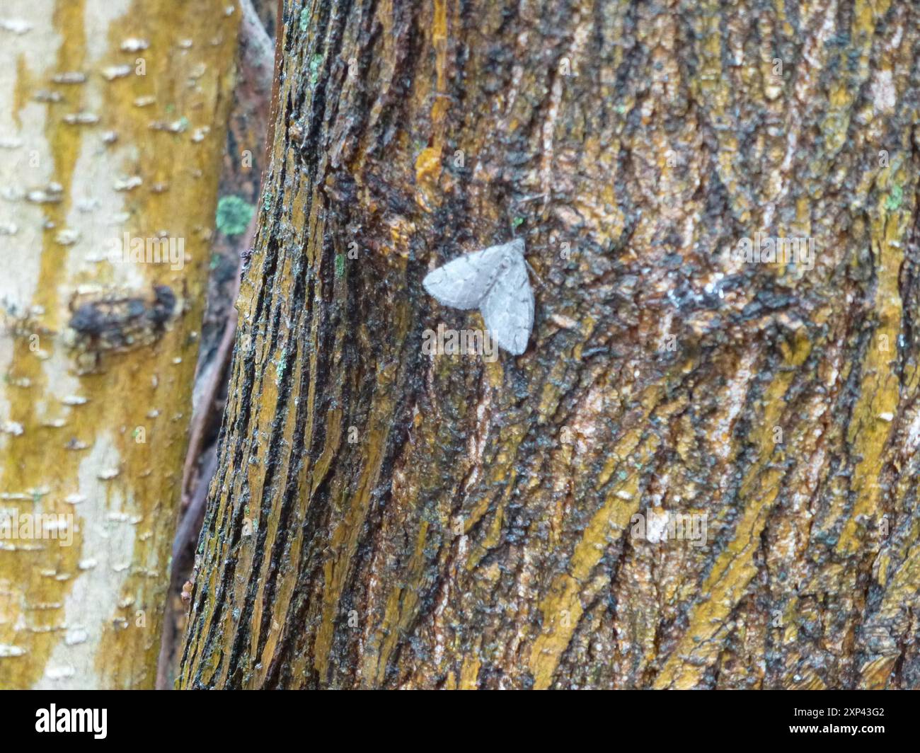 Spring Cankerworm Moth (Paleacrita vernata) Insecta Stock Photo - Alamy