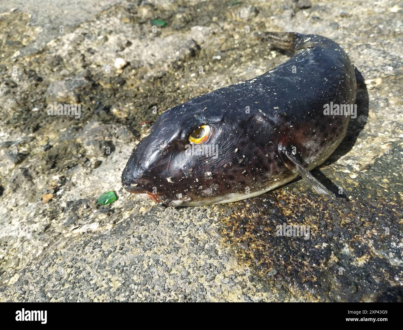 Checkered Puffer (Sphoeroides testudineus) Actinopterygii Stock Photo ...