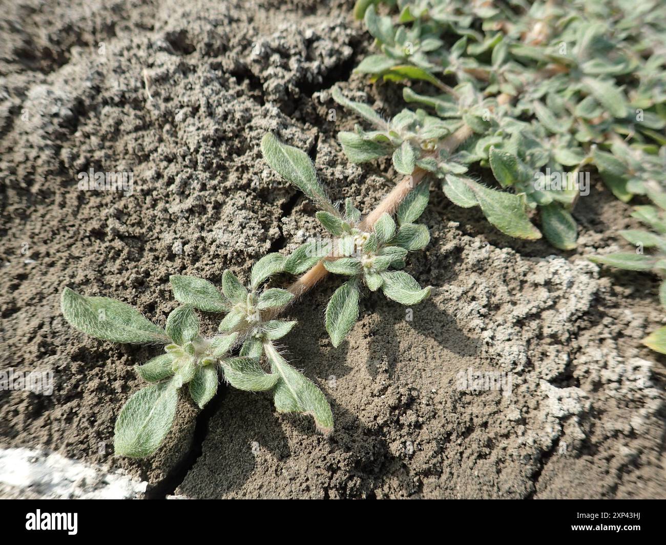 Smooth Joyweed (Alternanthera paronychioides) Plantae Stock Photo - Alamy