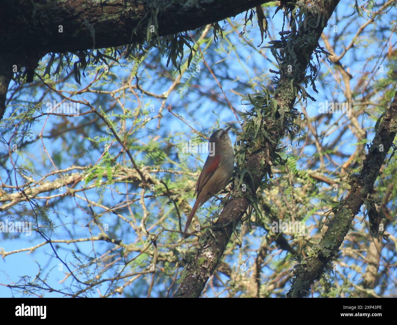 Stripe crowned spinetail hi-res stock photography and images - Alamy