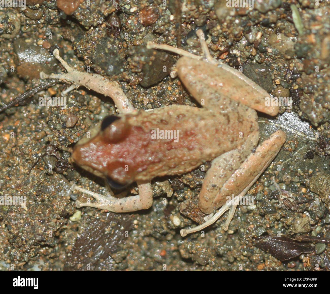 Northern Rainfrogs (Craugastor) Amphibia Stock Photo - Alamy