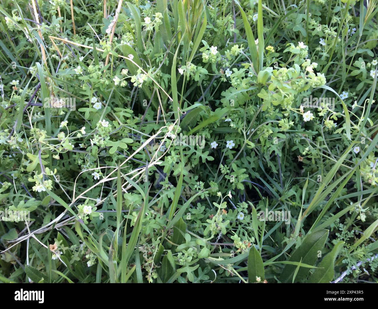 white fiesta flower (Pholistoma membranaceum) Plantae Stock Photo - Alamy