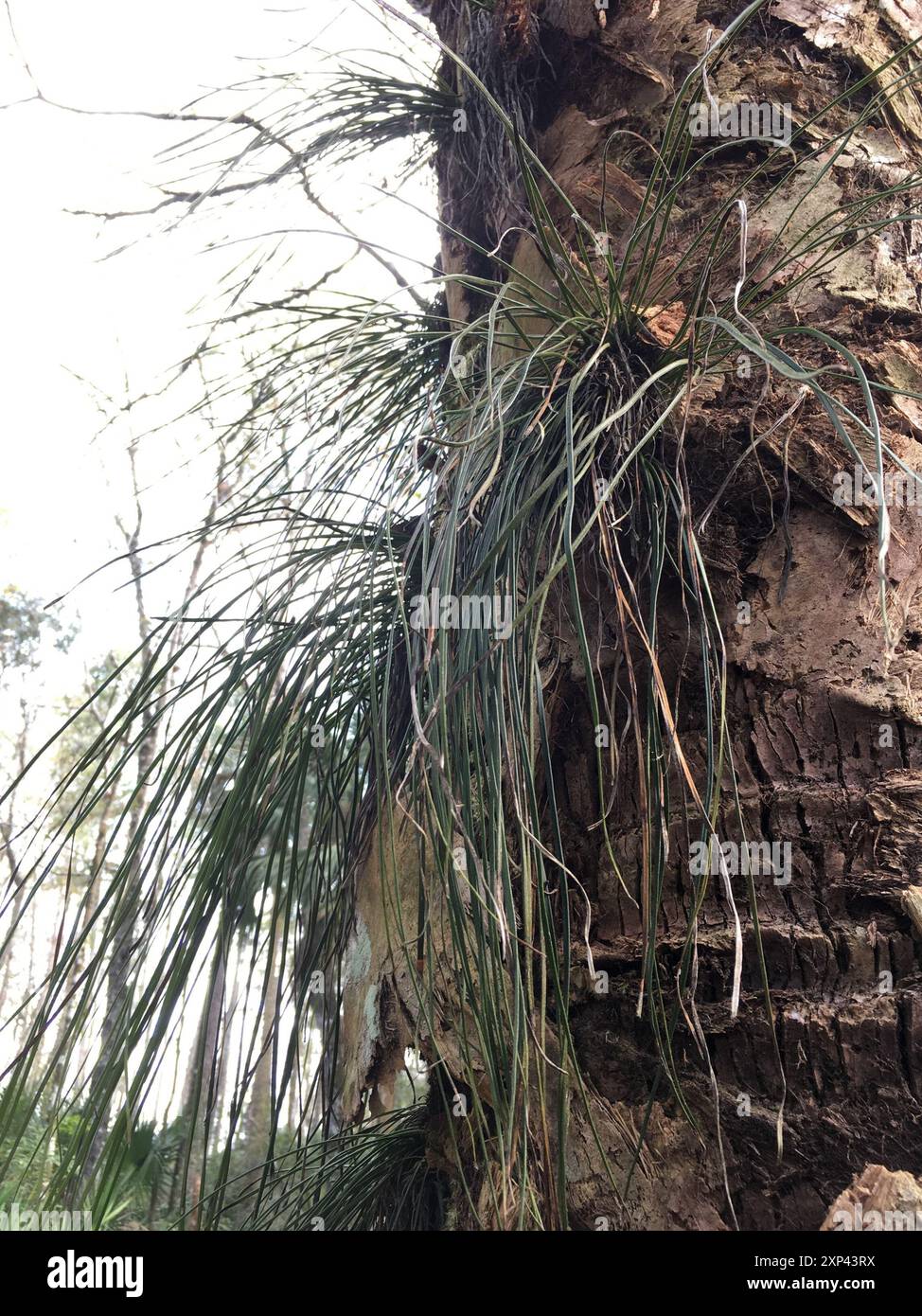 Shoestring Fern (Vittaria lineata) Plantae Stock Photo - Alamy