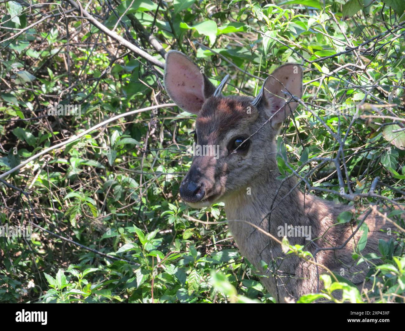 Common Brown Brocket (Mazama gouazoubira) Mammalia Stock Photo - Alamy
